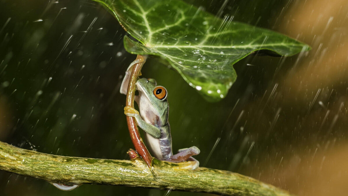 Windows 11 получила поддержку HDR-обоев: вот подборка таких картинок ...